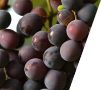 MilStop® Fungicide Label Expanded in Canada to Include Botrytis - BioWorks